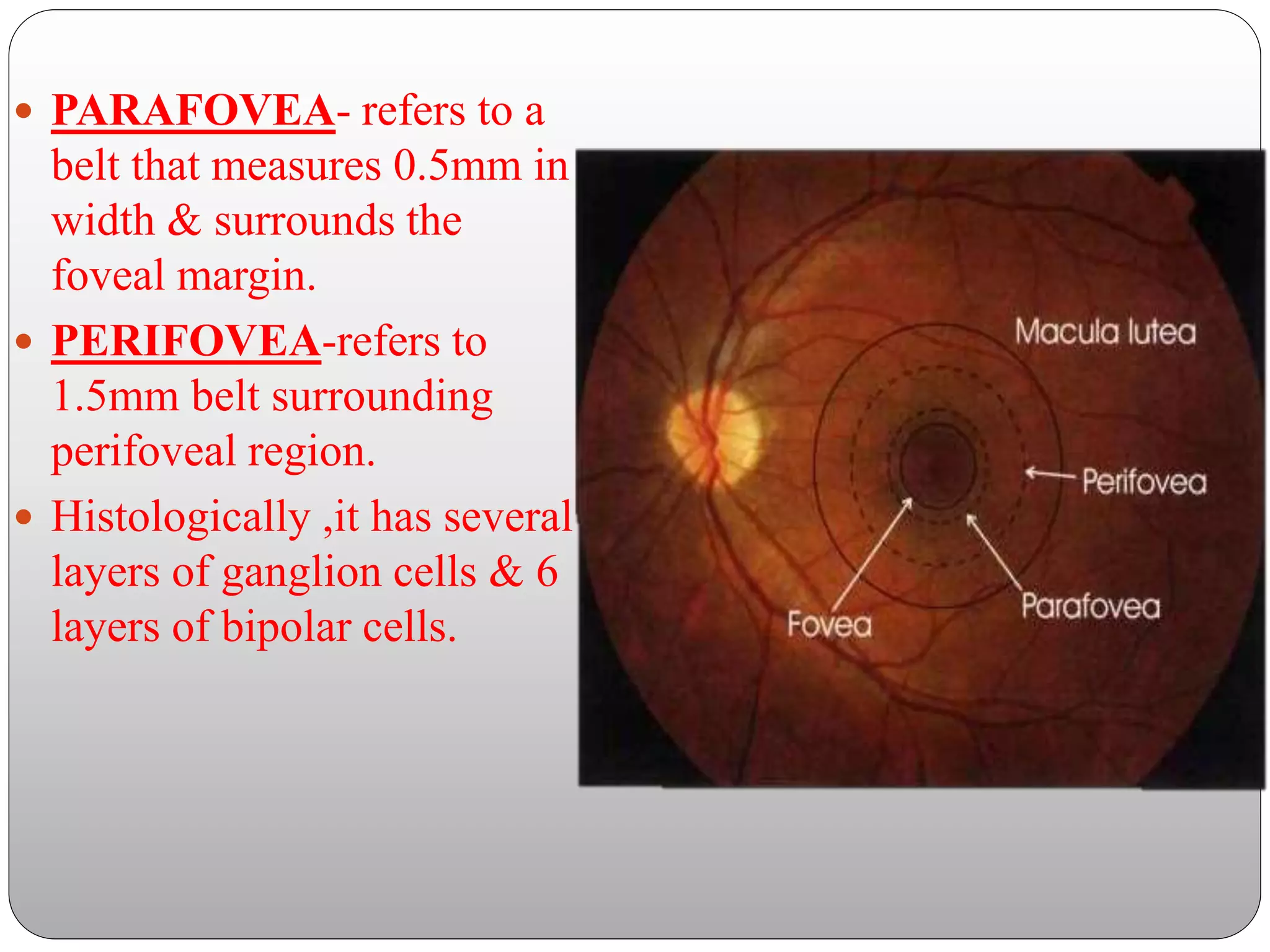 Anatomy of retina | PPTX