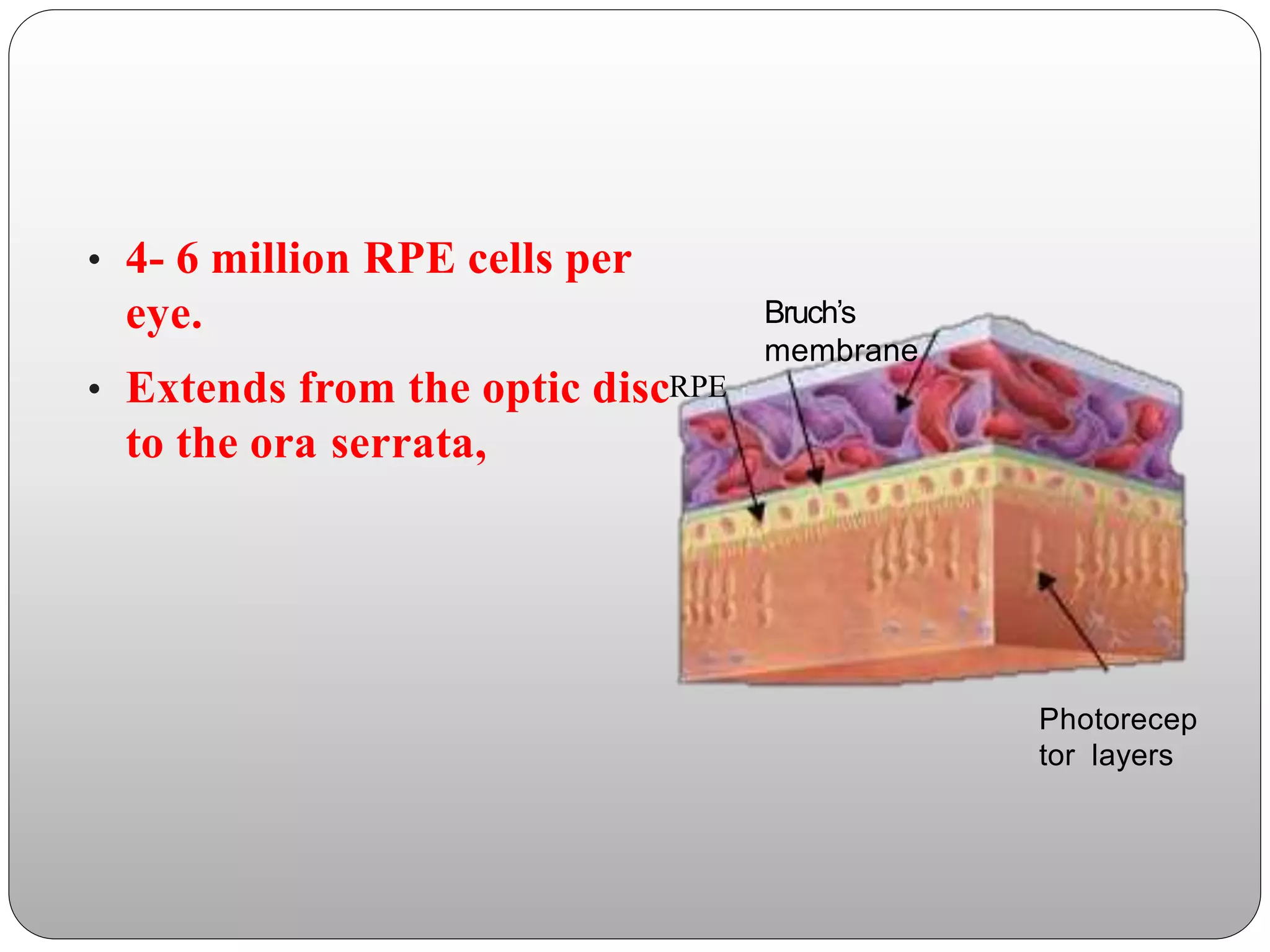 Anatomy of retina | PPTX