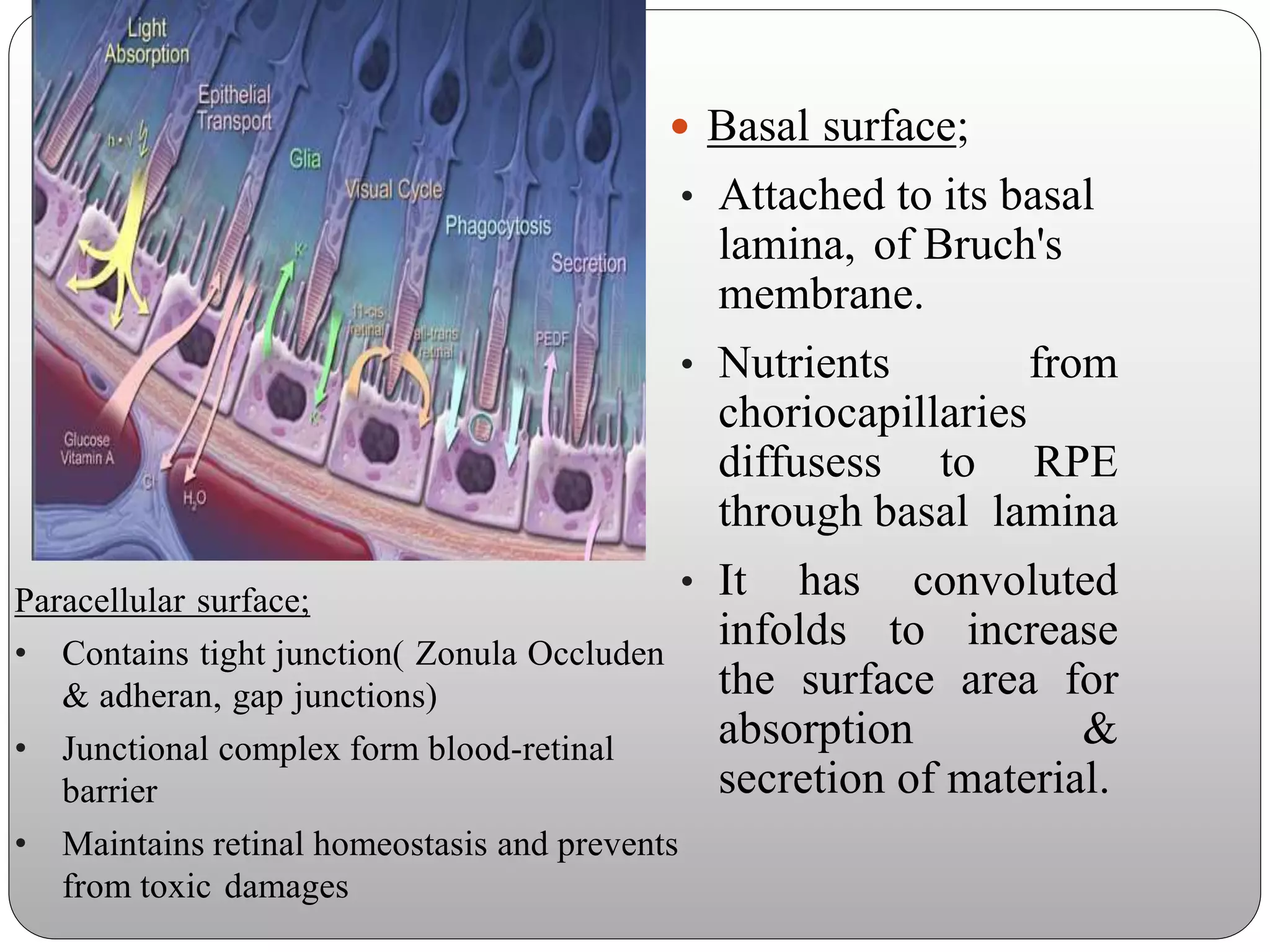 Anatomy of retina | PPTX