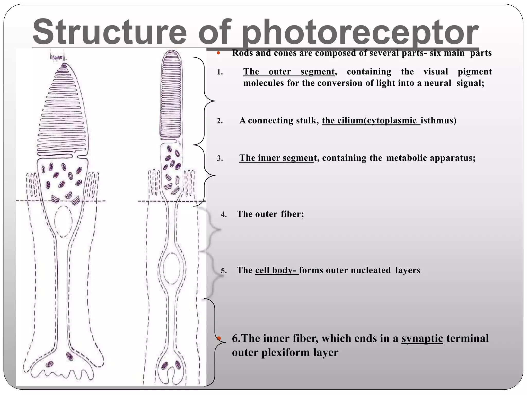 Anatomy of retina | PPTX