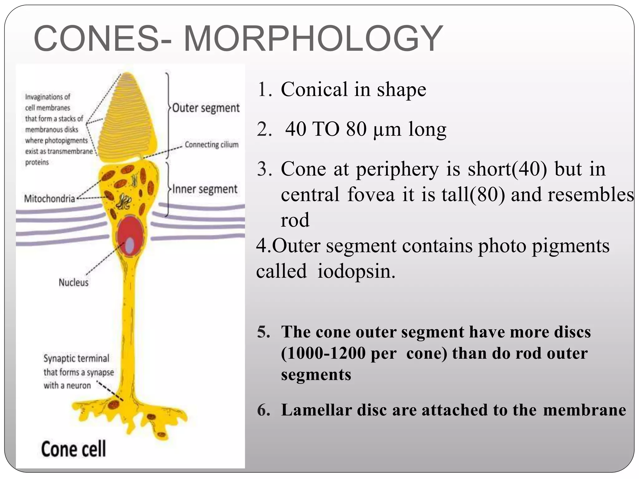 Anatomy of retina | PPTX