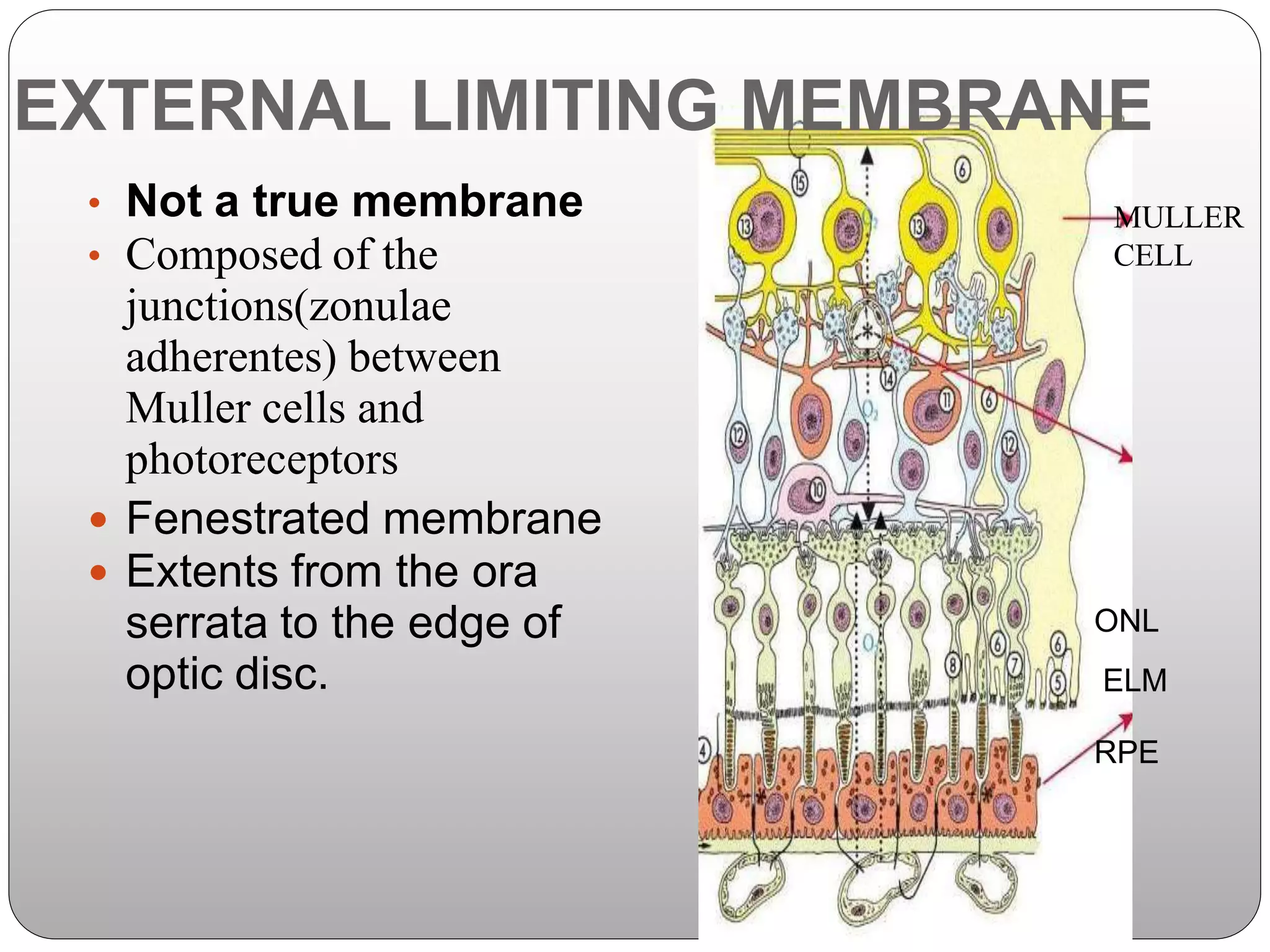 Anatomy of retina | PPTX