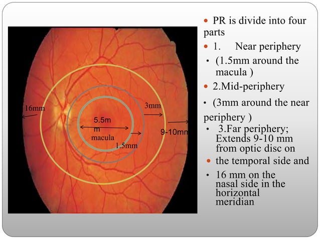 Anatomy of retina | PPTX