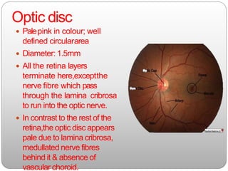 Anatomy of retina | PPTX