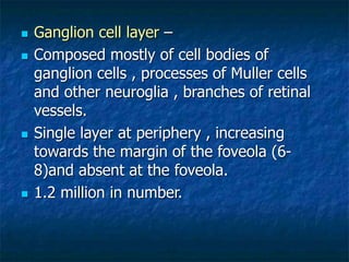 Anatomy of Retina | PPT
