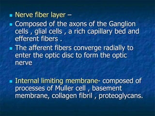 Anatomy of Retina | PPT