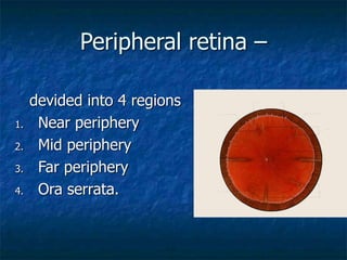 Anatomy of Retina | PPT
