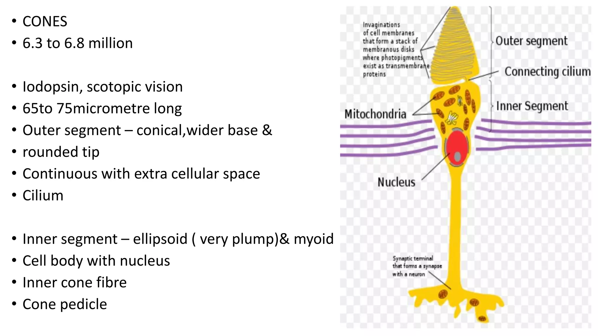 ANATOMY OF RETINA.pptx