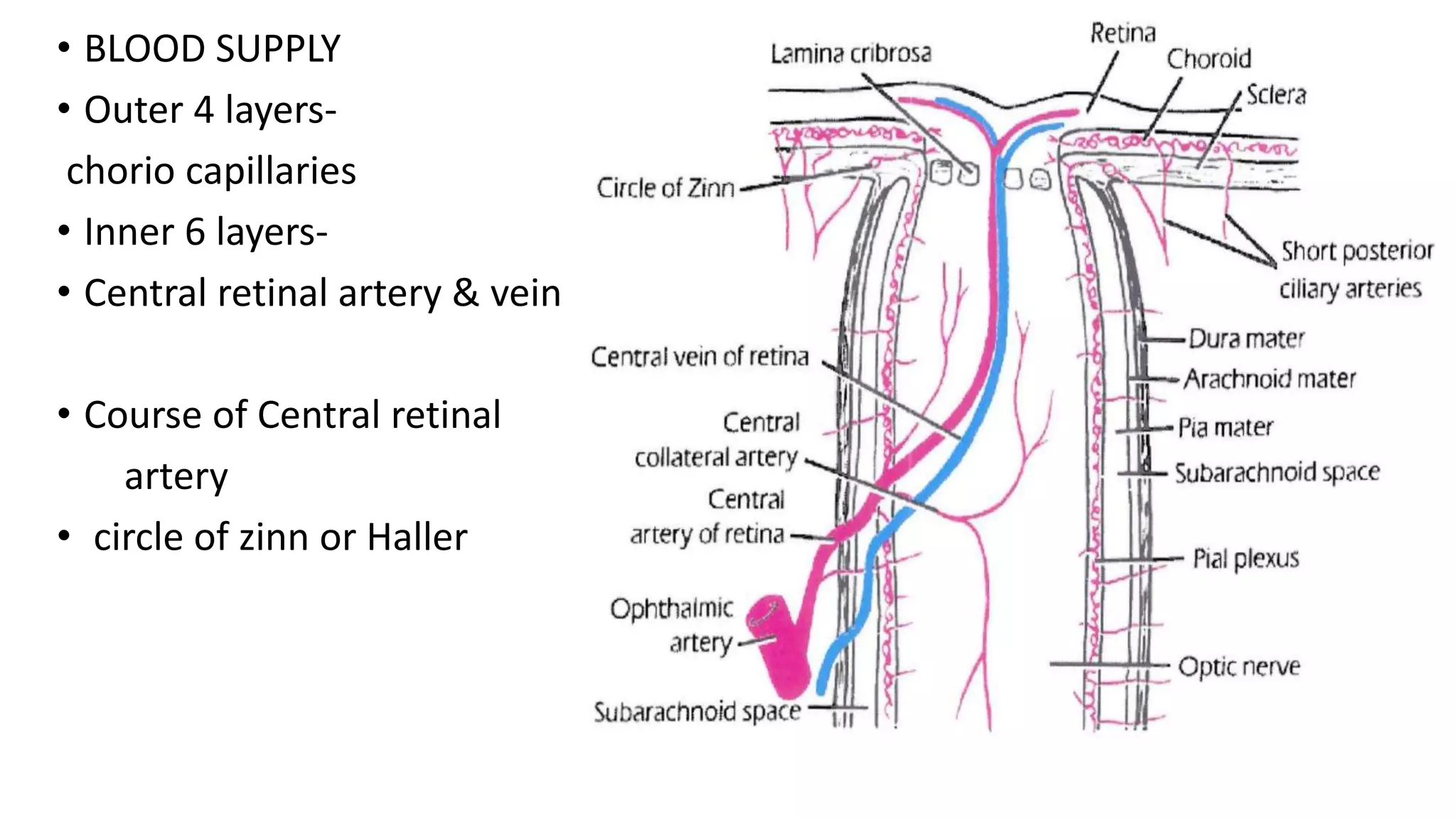 ANATOMY OF RETINA.pptx