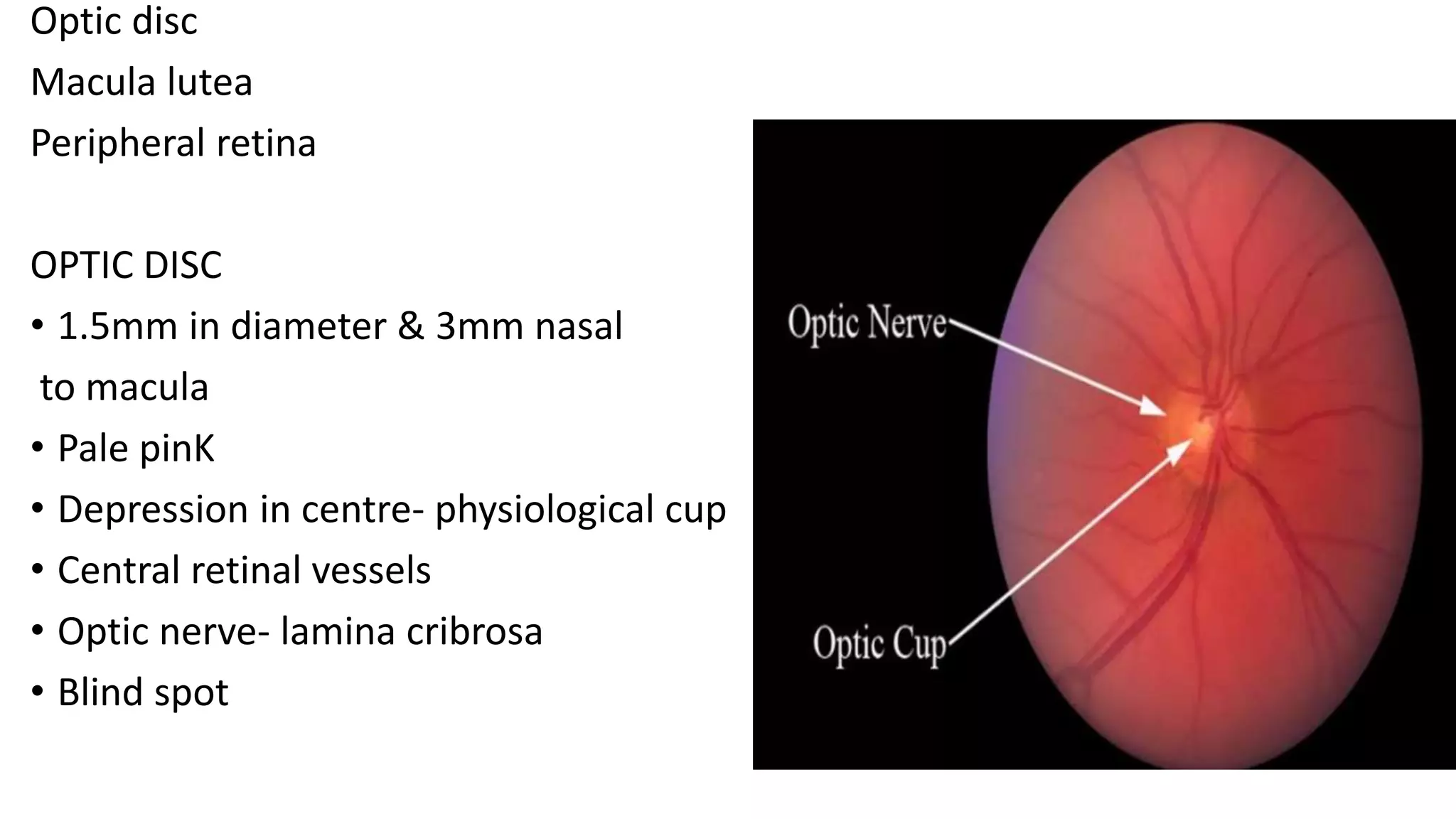 ANATOMY OF RETINA.pptx