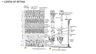 ANATOMY OF RETINA.pptx