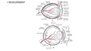 ANATOMY OF RETINA.pptx