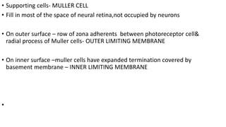 ANATOMY OF RETINA.pptx
