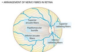 ANATOMY OF RETINA.pptx