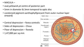 ANATOMY OF RETINA.pptx