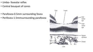 ANATOMY OF RETINA.pptx