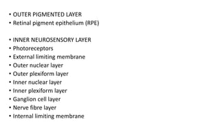 ANATOMY OF RETINA.pptx
