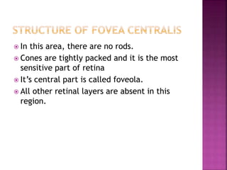 Anatomy of retina.pptx