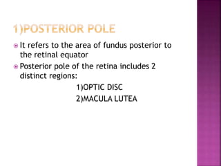 Anatomy of retina.pptx