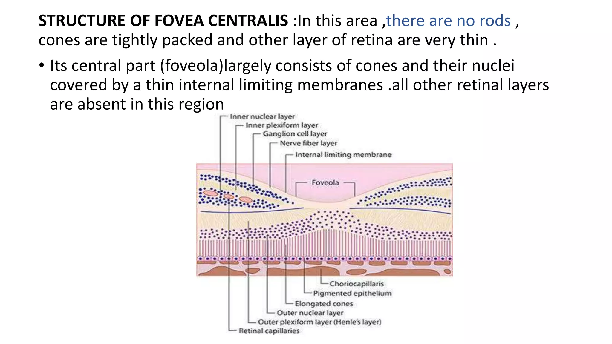 ANATOMY OF RETINA.pptx