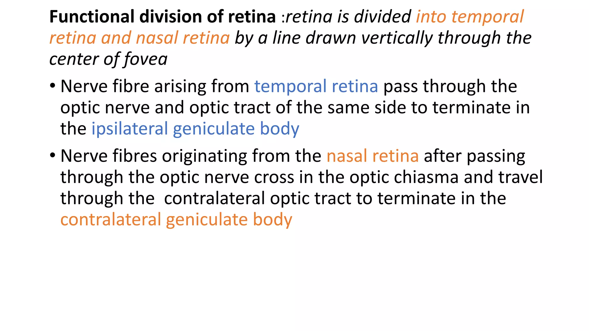ANATOMY OF RETINA.pptx