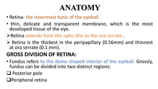 ANATOMY OF RETINA.pptx
