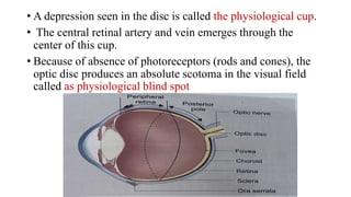 ANATOMY OF RETINA.pptx