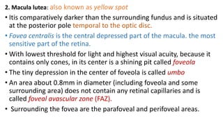 ANATOMY OF RETINA.pptx