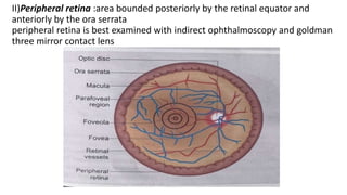ANATOMY OF RETINA.pptx