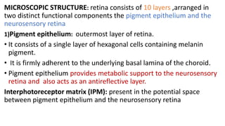 ANATOMY OF RETINA.pptx