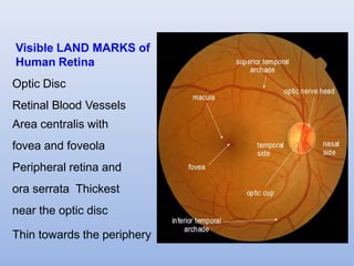 Anatomy of retina.pptx