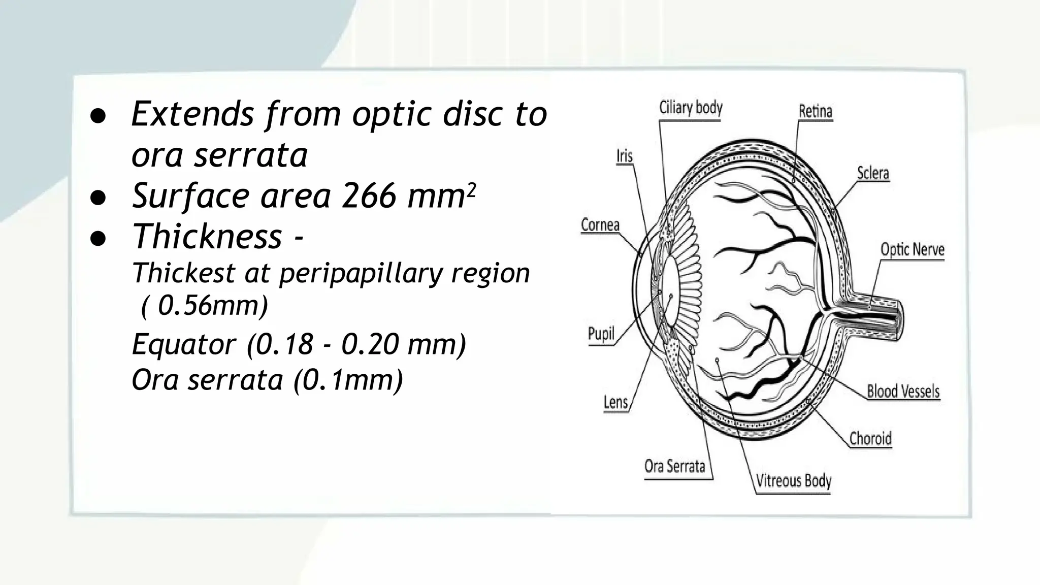 ANATOMY OF RETINA !.pptx with detailed description | PPTX