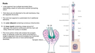 ANATOMY OF RETINA and not physiology of eyepdf | PPT