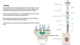 ANATOMY OF RETINA and not physiology of eyepdf | PPT
