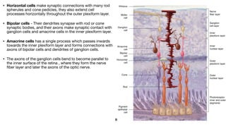 ANATOMY OF RETINA and not physiology of eyepdf | PPT
