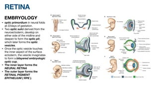 ANATOMY OF RETINA and not physiology of eyepdf | PPT