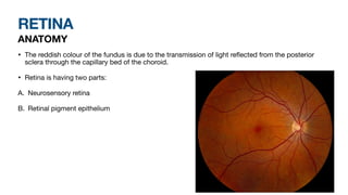 ANATOMY OF RETINA and not physiology of eyepdf | PPT
