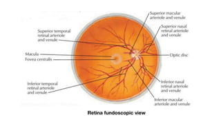 ANATOMY OF RETINA and not physiology of eyepdf | PDF