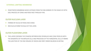 ANATOMY OF RETINA AND CLINICAL APPLICATIONS | PPTX