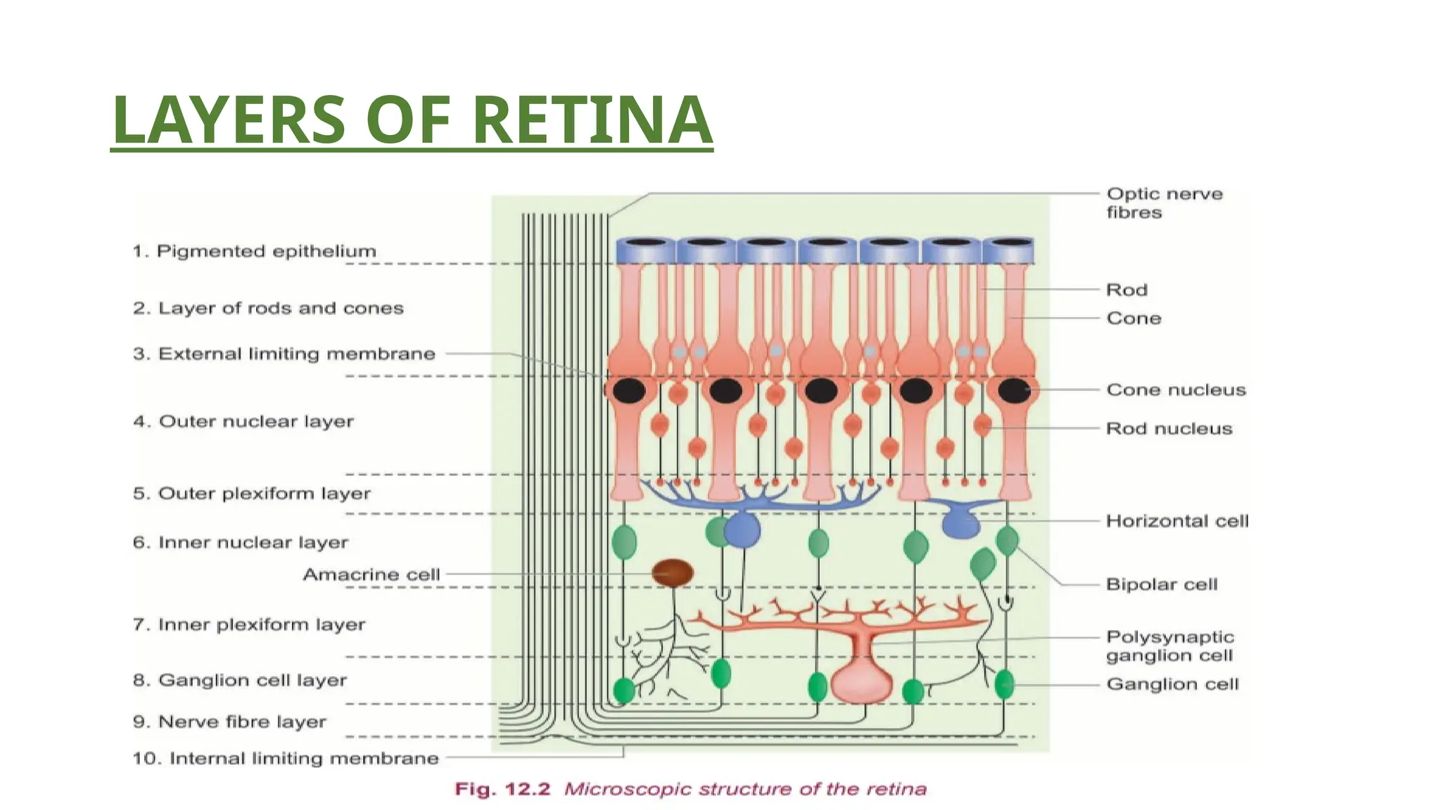 Anatomy of retina with complete explanations | PPTX