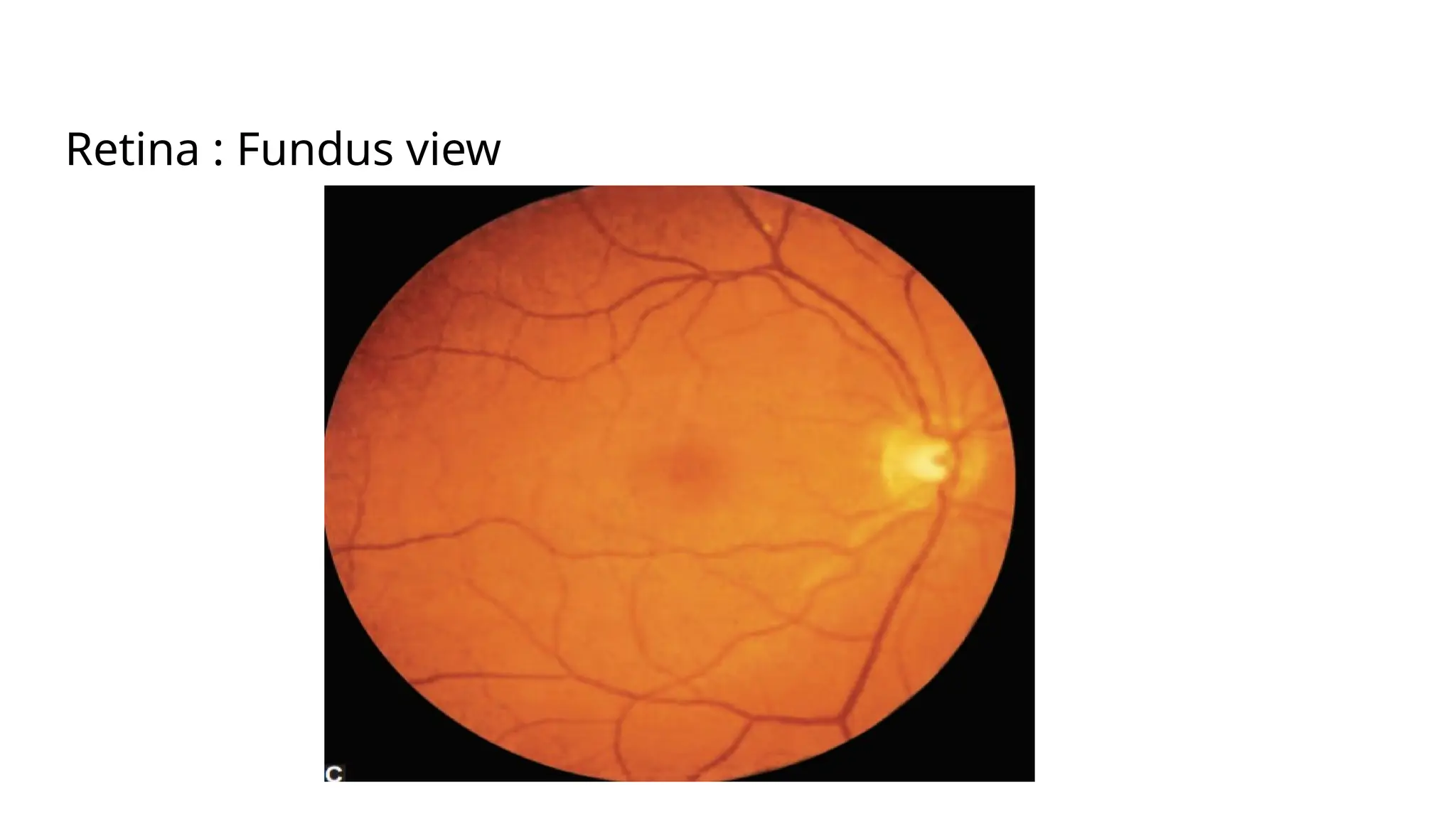 Anatomy of retina with complete explanations | PPTX