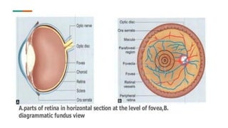 Anatomy of retina with complete explanations | PPTX