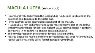 Anatomy of retina with complete explanations | PPTX