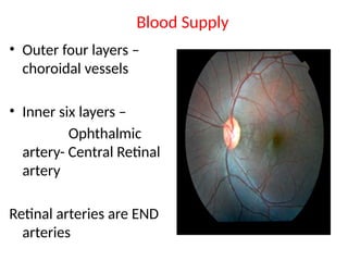 Anatomy of retina.pptx powerpoint presentation | PPTX