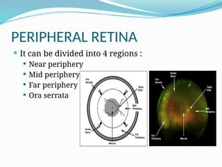 ANATOMY OF RETINA.pptx anatomy of retina | PPTX