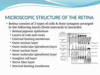 ANATOMY OF RETINA.pptx anatomy of retina | PPTX