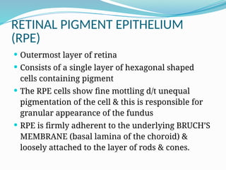 ANATOMY OF RETINA.pptx anatomy of retina | PPTX