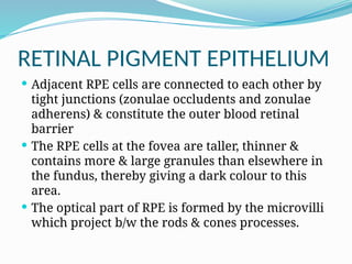 ANATOMY OF RETINA.pptx anatomy of retina | PPTX