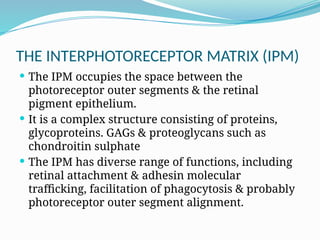 ANATOMY OF RETINA.pptx anatomy of retina | PPTX