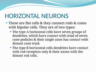 ANATOMY OF RETINA.pptx anatomy of retina | PPTX